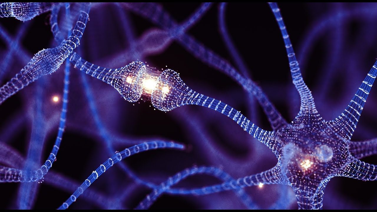 Adult Brain Cells: New Study Shows Neurons Can Grow into Adults - YouTube