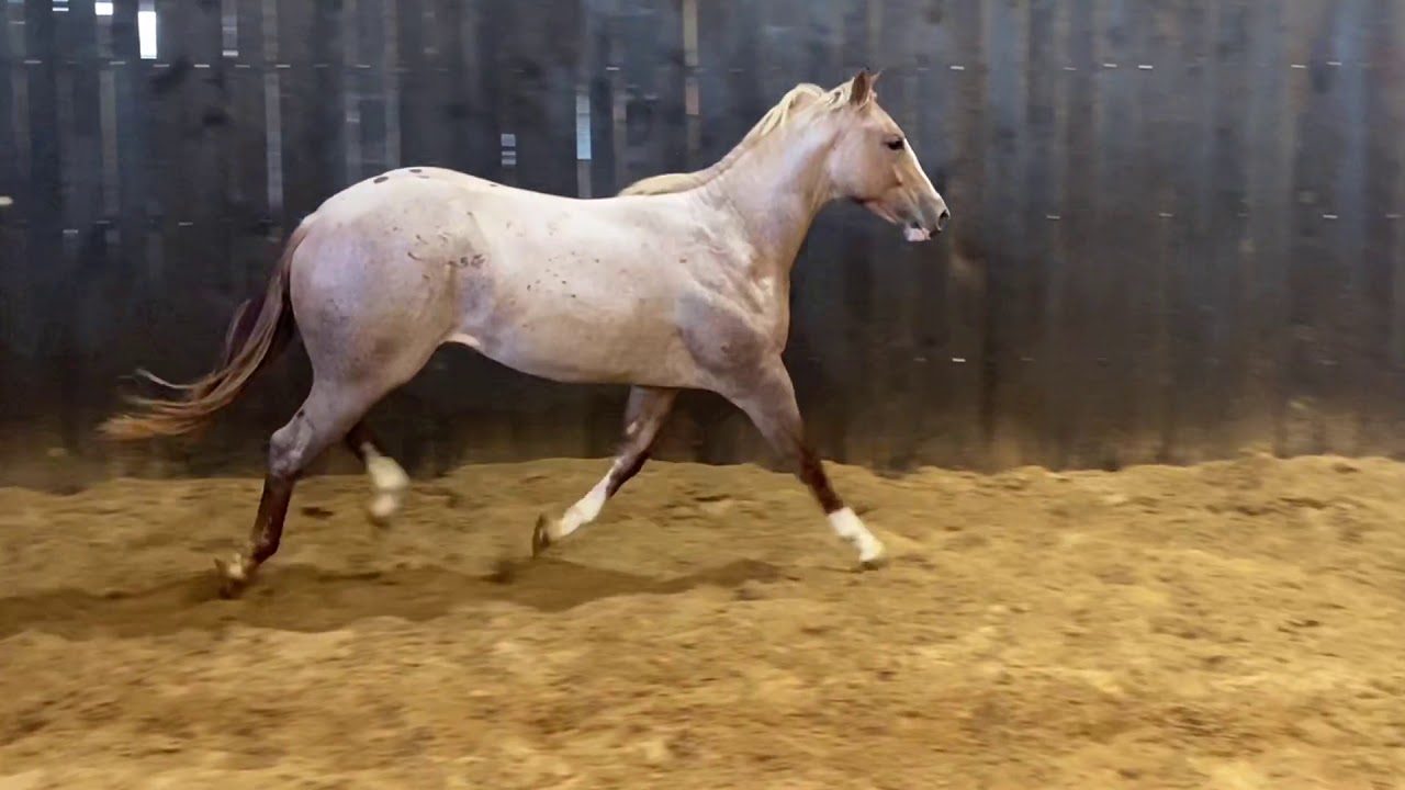 2019 Metallic Cat stud - YouTube