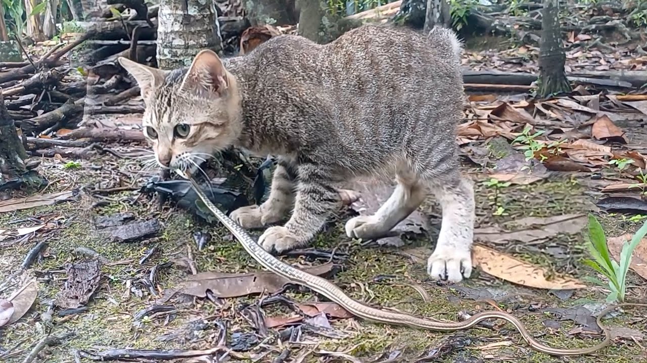 KUCING BUNTET Vs ULAR HIJAU - YouTube