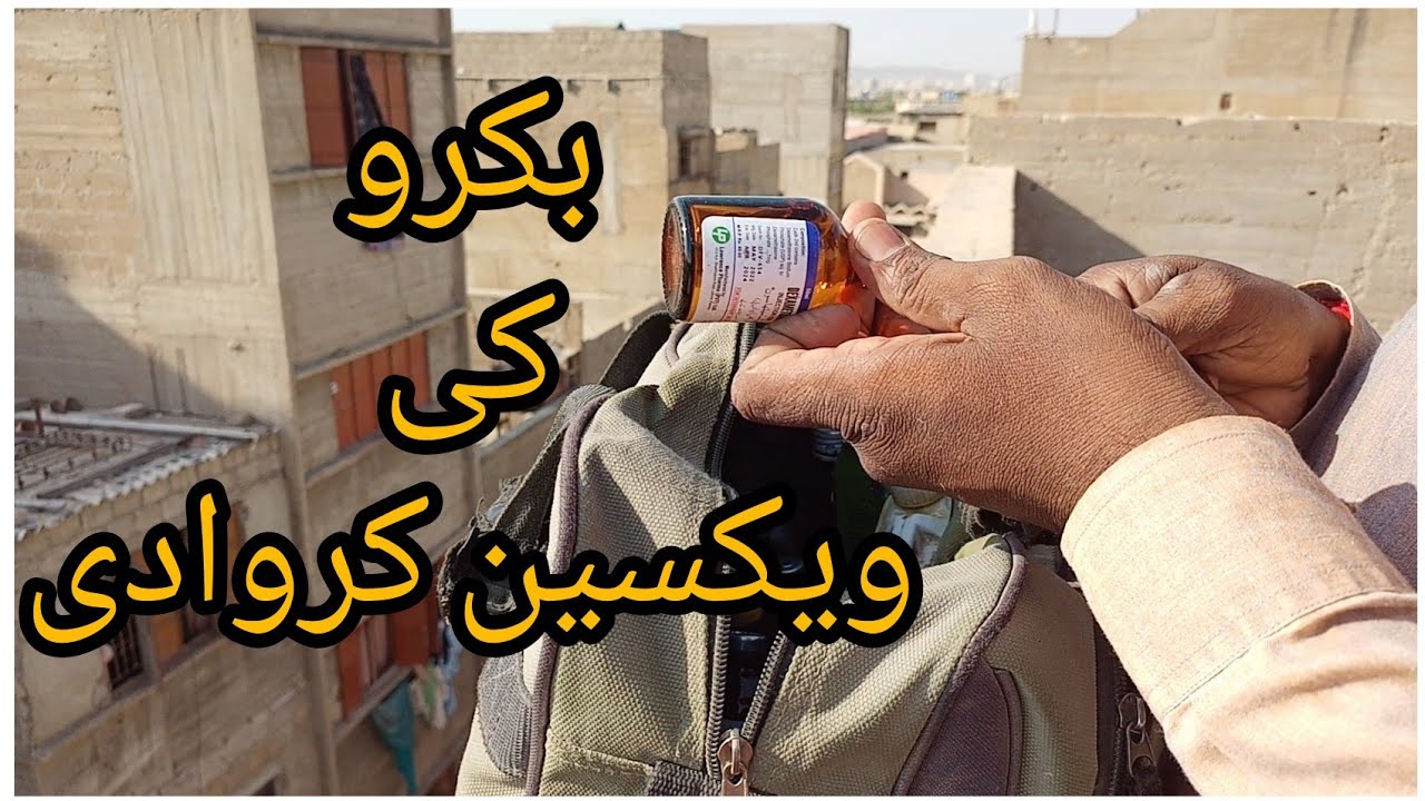 bakron ki vaccination hogai🦙🥰||1.oct.2022 - YouTube