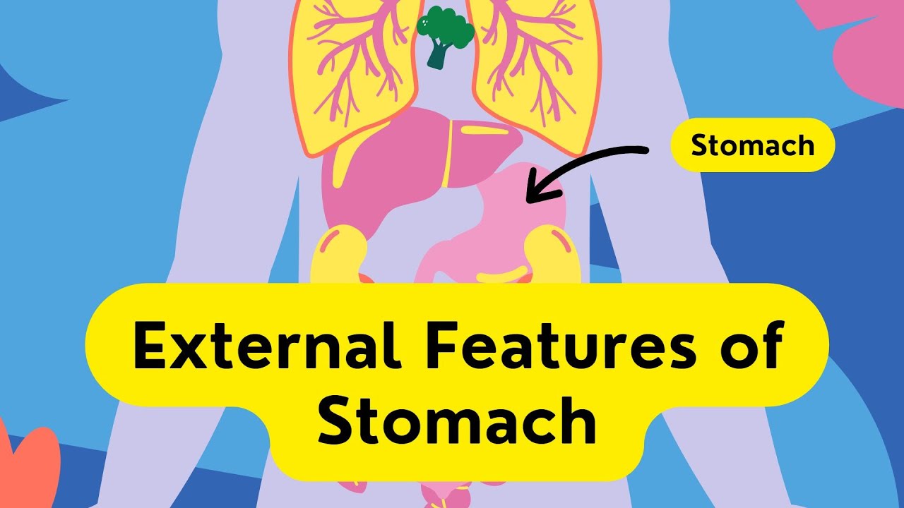 External Features of Stomach | Anatomy | BD Chaurasia - YouTube