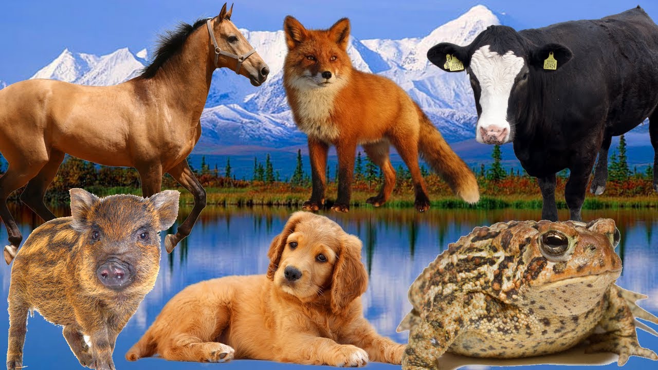 Animal Sound - Badger, Frog, Baby Cow, Seal - YouTube