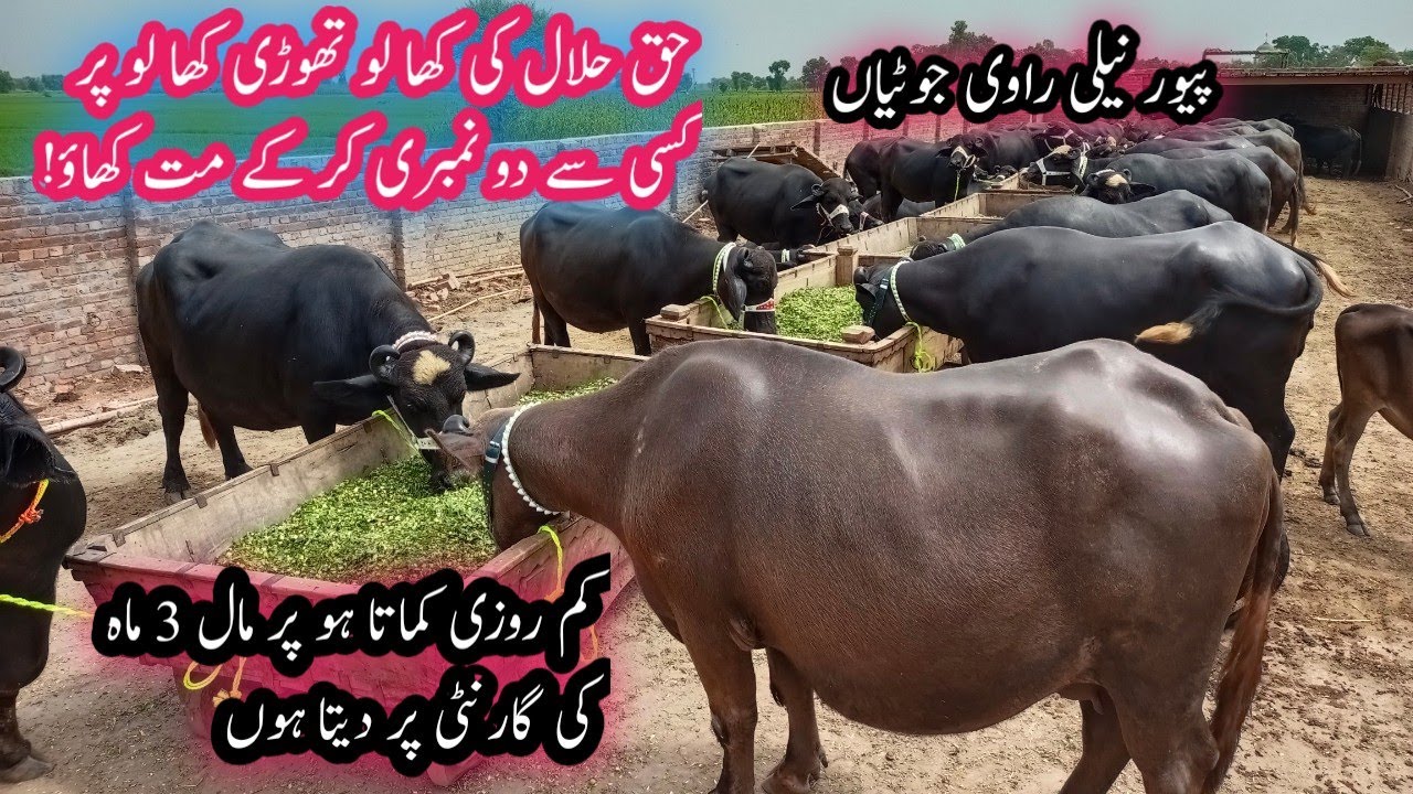 Neli Ravi's new business!Now the Gaban came to the field with the ...