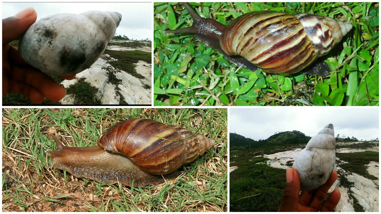 THE SNAIL TO STOP! Court Case, Stammering, Ulcer, Brain Boosting, And ...