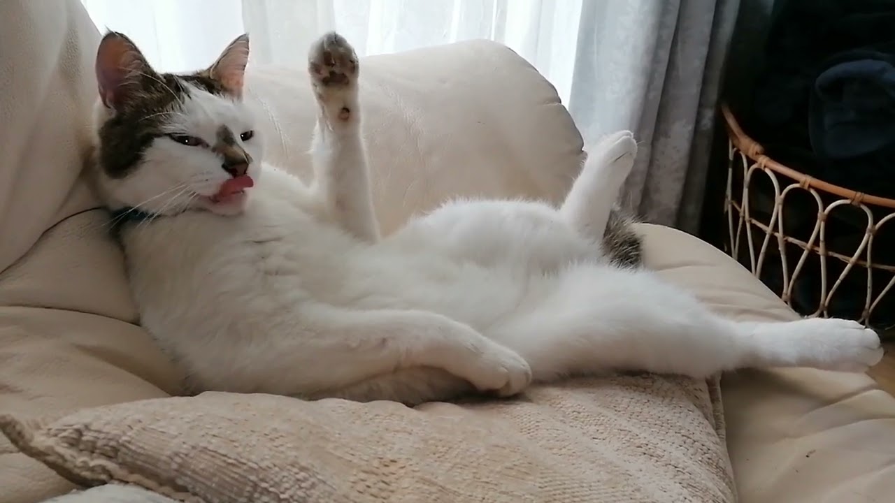 Smudge The Cute Boy Cat Cleaning himself. - YouTube