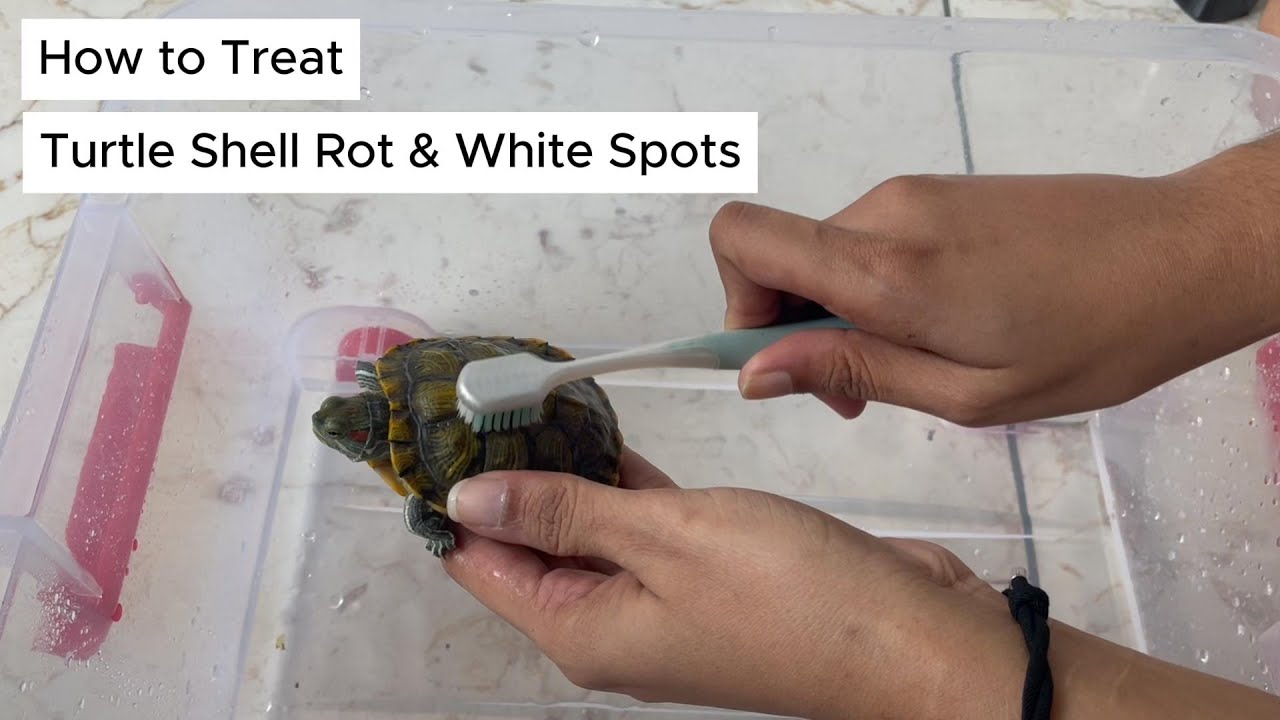Turtle Shell Rot: The Treatment & Recovery Process - YouTube