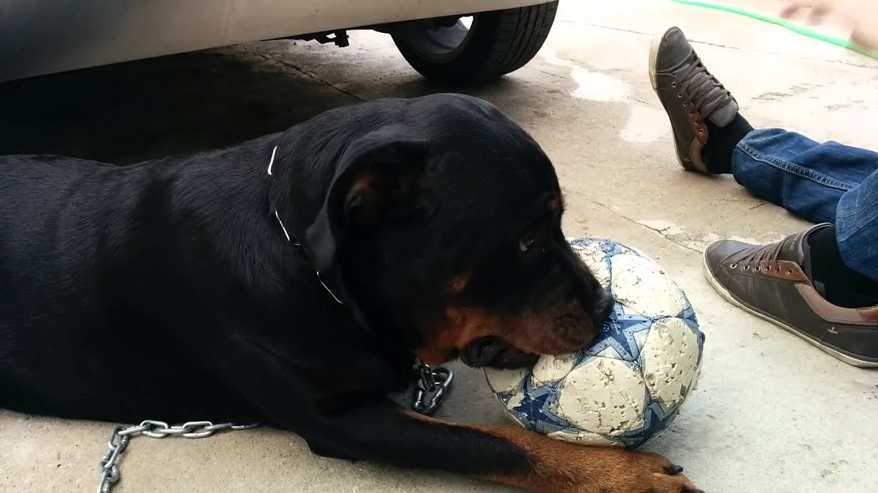 Rottweiler Play Football - YouTube
