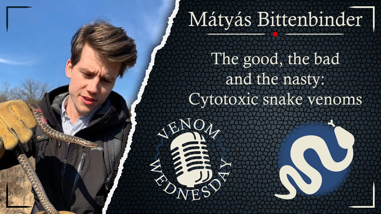 Mátyás Bittenbinder• The good, the bad and the nasty: Cytotoxic snake ...