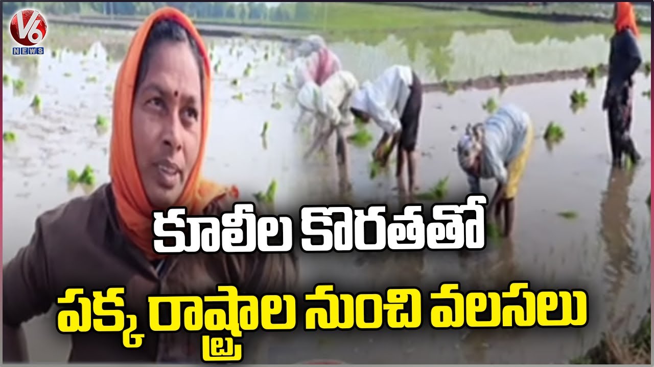 Farmers Facing Problems Due To Labour Shortage, Bringing From Other ...