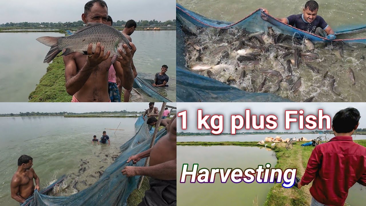 Big Fish Farming | Nagaon Assam|IMC Farming - YouTube