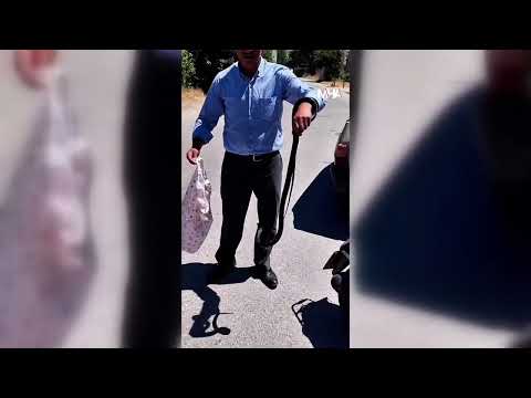 Malatya’nın “Yılan Savar” Muhtarı İki Kara Yılanı Yakaladı
