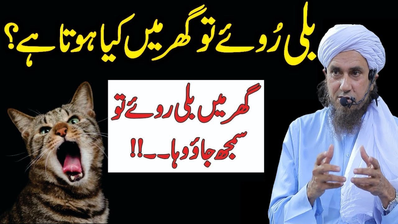 Jis Ghar Mein Billi Roy To Samajh Jao Wahan Par......!!! | Billi 😿 Roy ...