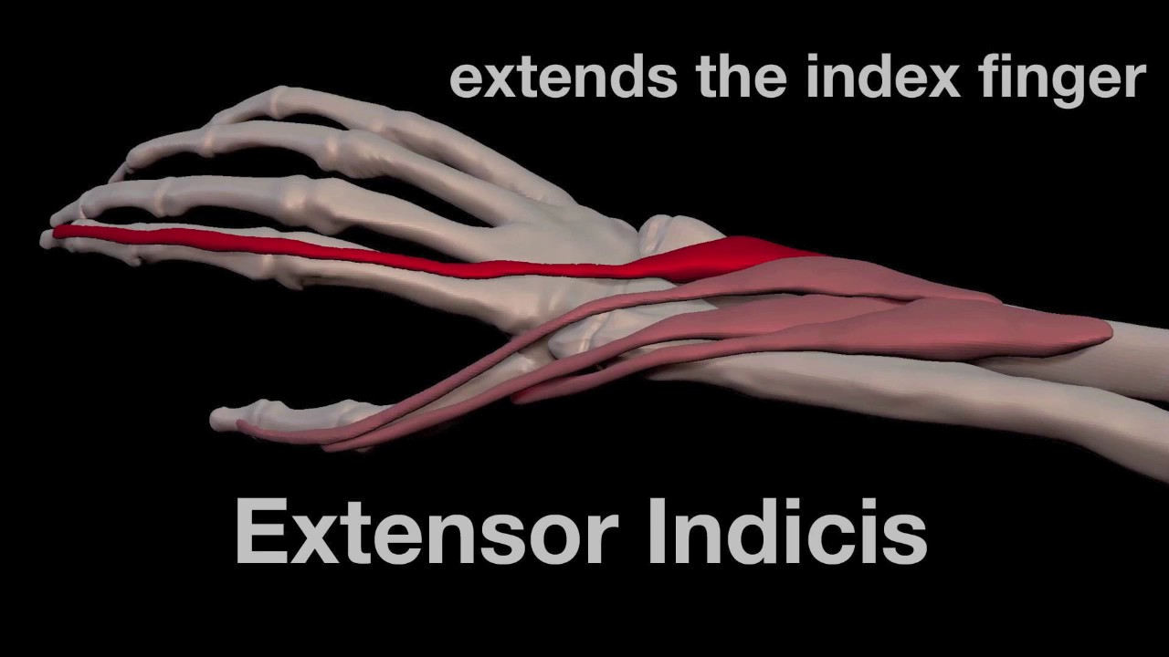 Arm Muscles: 36 Extensor Indicis - YouTube