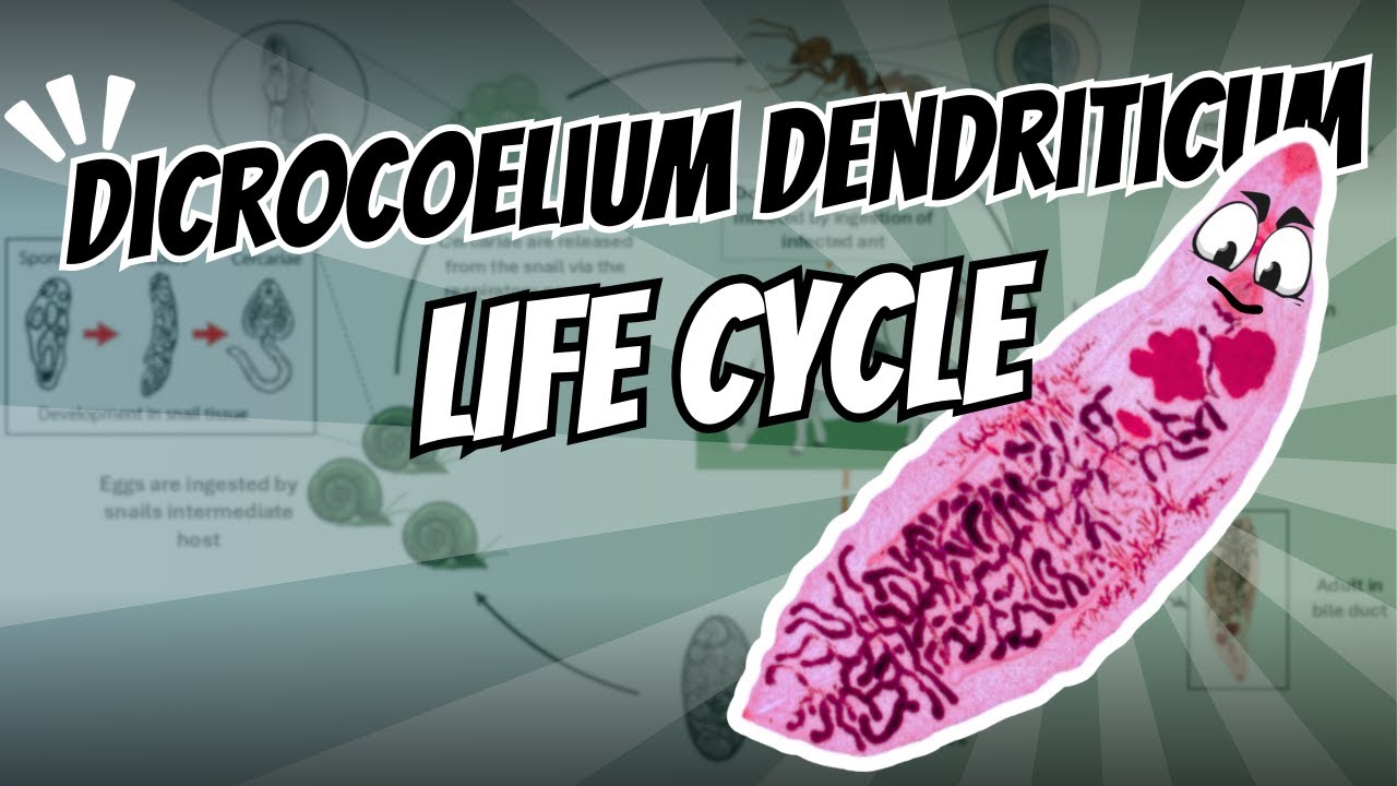 The life cycle of Dicrocoelium dendriticum (The Lancet Liver Fluke ...