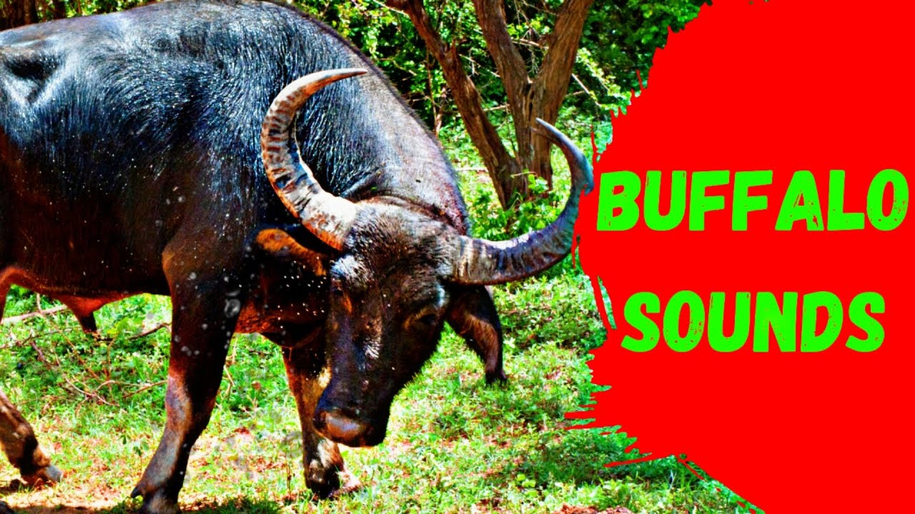 Listen to the Mighty Buffalo's Powerful Roar Buffalo Sound for ...