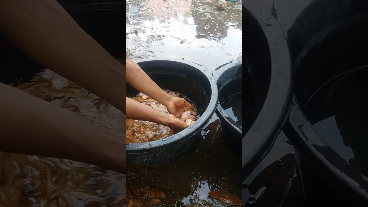 Benih ikan Gurami Padang - gurami merah - YouTube