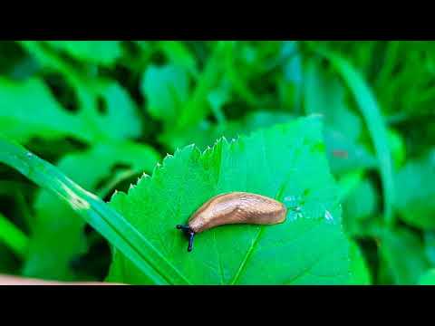Smol Sluggy Slug & the Sunset - YouTube