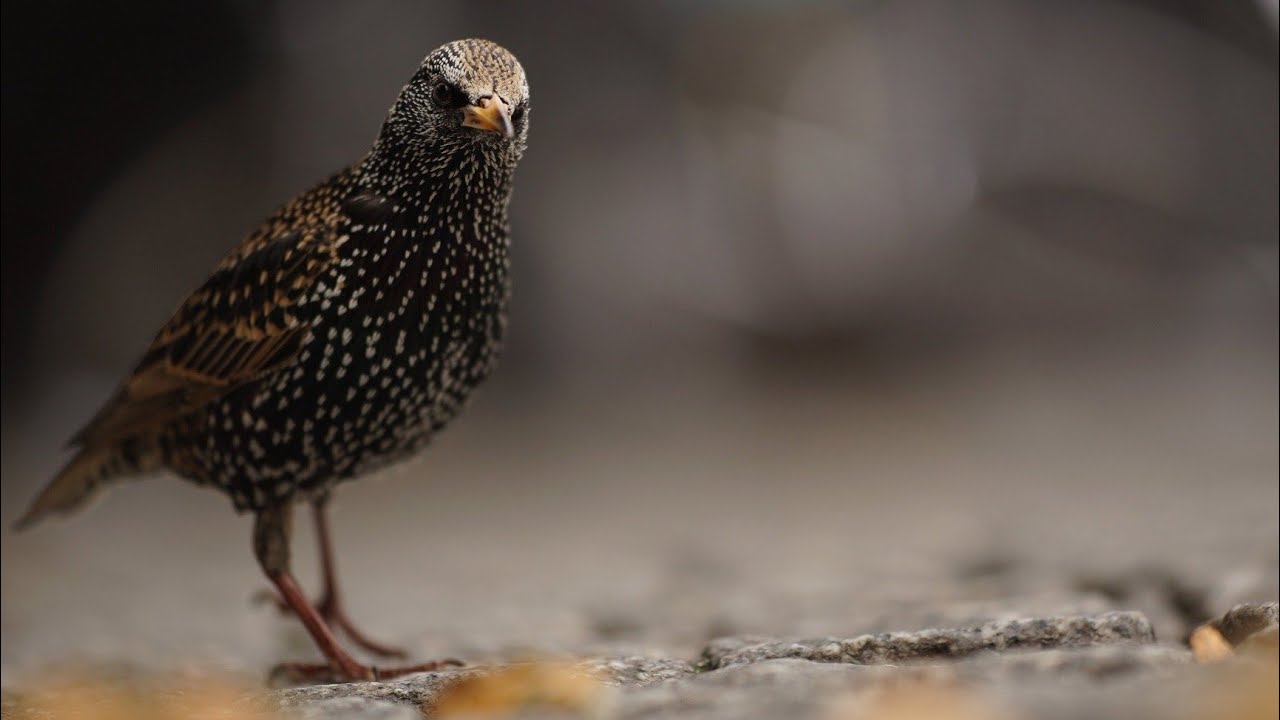 Flock of Common Starlings at the feeder - Birds of Ontario - YouTube