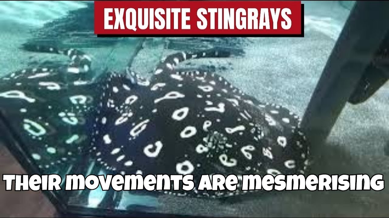 AMAZING BLACK DIAMOND STINGRAYS😎😎😎: YOU WON'T BELIEVE THESE STUNNING ...