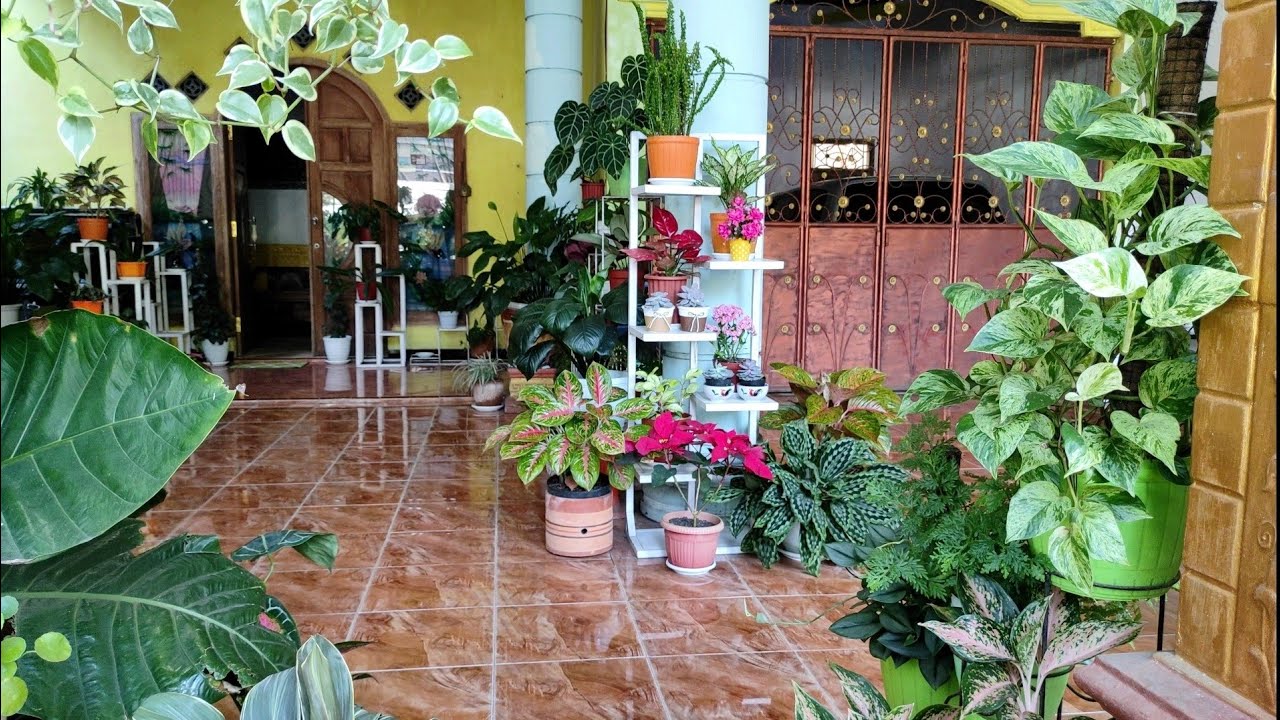 Menata Tanaman Hias Pada Rak Bunga Sederhana Di Teras - YouTube