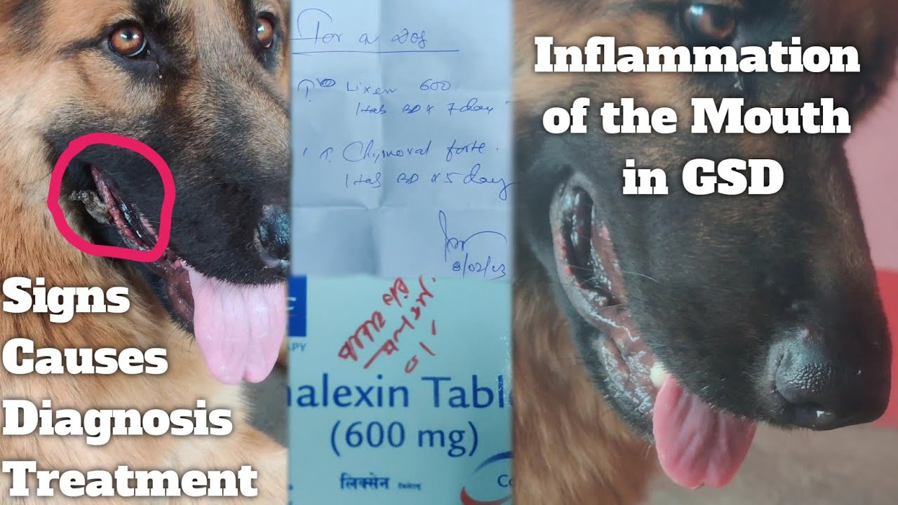 Gsd Mouth Sore | Red Lip Infection | Skin Fold Veterinary Medicine 💊 ...