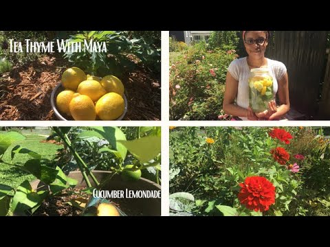 Tea Thyme With Maya| Making Cucumber Lemonade with Lemons and Lemon ...