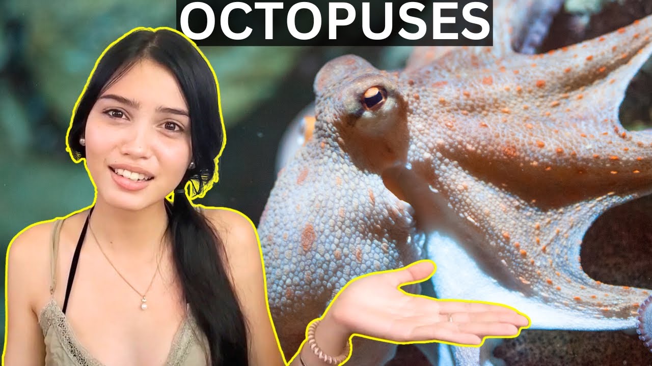 Everything you need to know about octopuses - YouTube