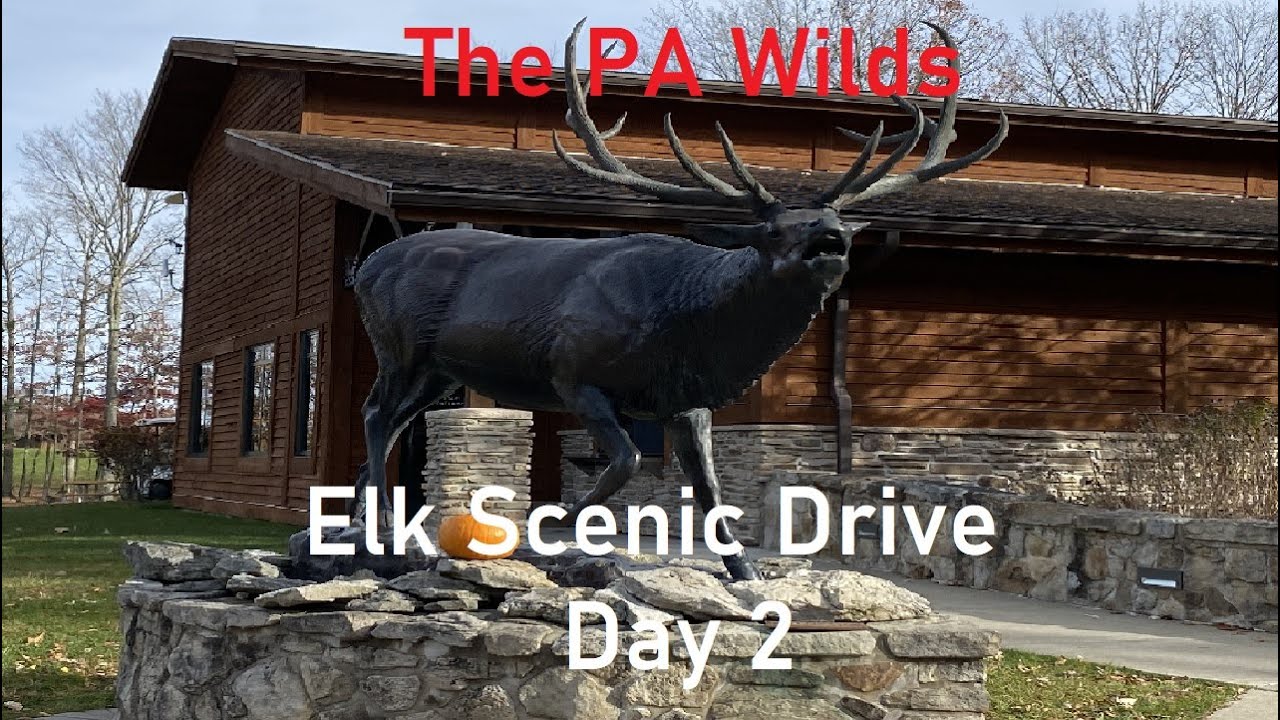 The PA Wilds Elk Scenic Drive Day 2: In Search of the Pennsylvania Elk ...
