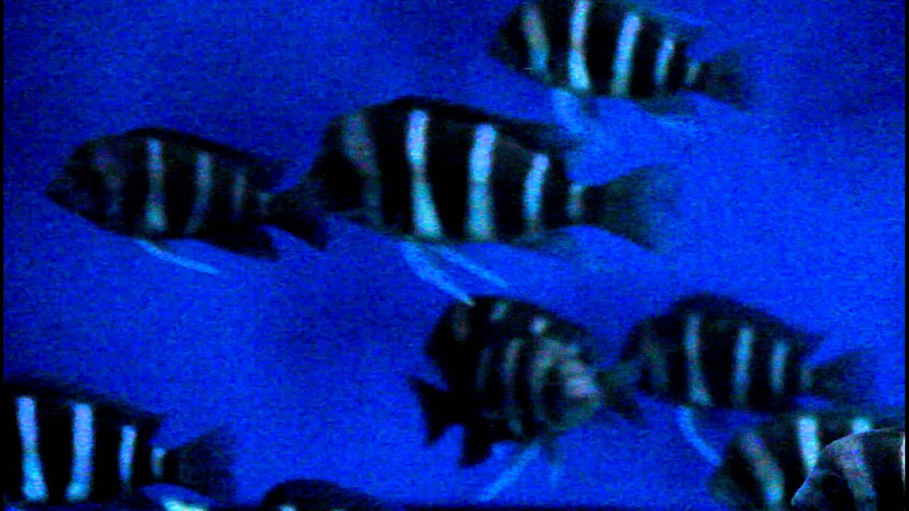 frontosa kalolo blue F1 - YouTube