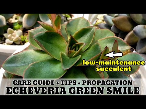 142 ECHEVERIA GREEN SMILE SUCCULENT CARE GUIDE || Succulent Care Tips ...