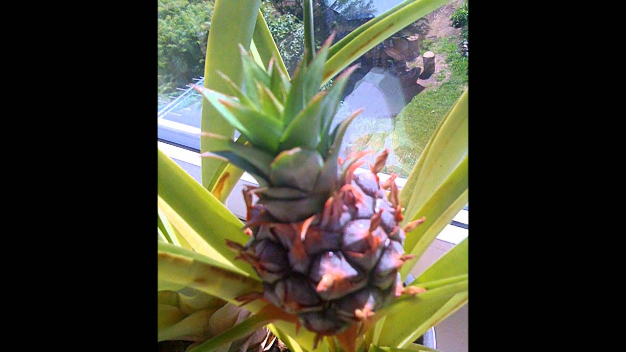 Time Lapse Pineapple Grow 3 Years YouTube time-lapse-pineapple-grow-3-years-youtube