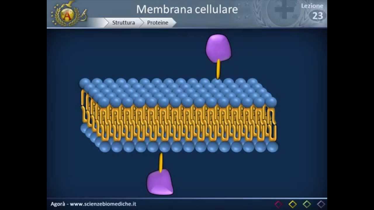 Membrana cellulare - Struttura - YouTube