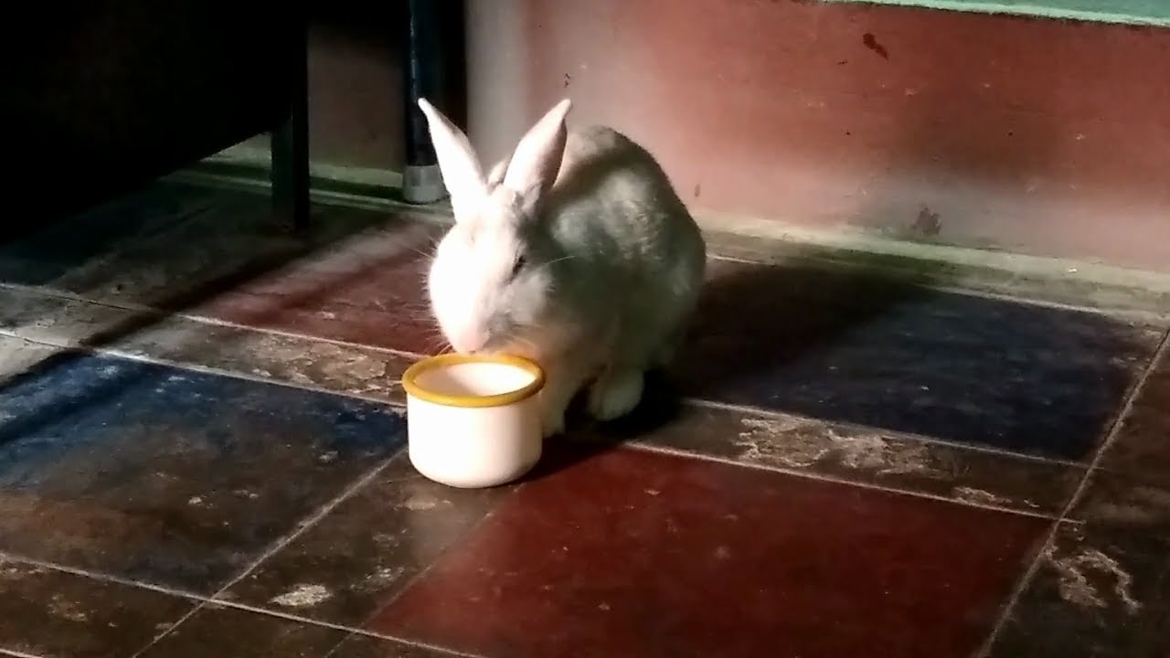 Rabbit Funny Moments - YouTube