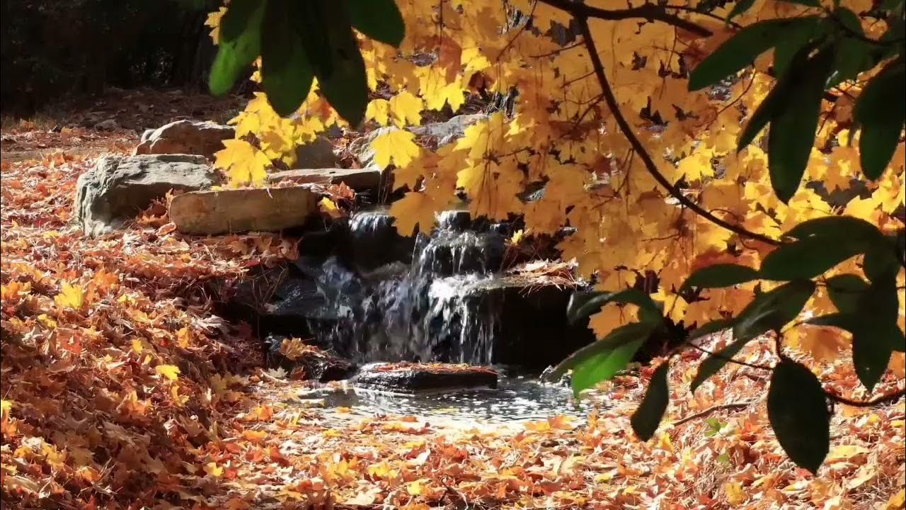 Autumn leaves Falling | Autumn leaves And Water Stream Fall Sound For ...