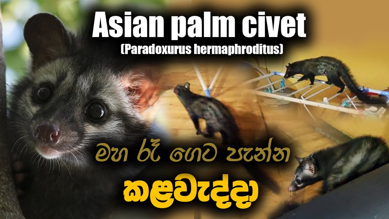 The Asian palm civet - කළවැද්දා - - YouTube