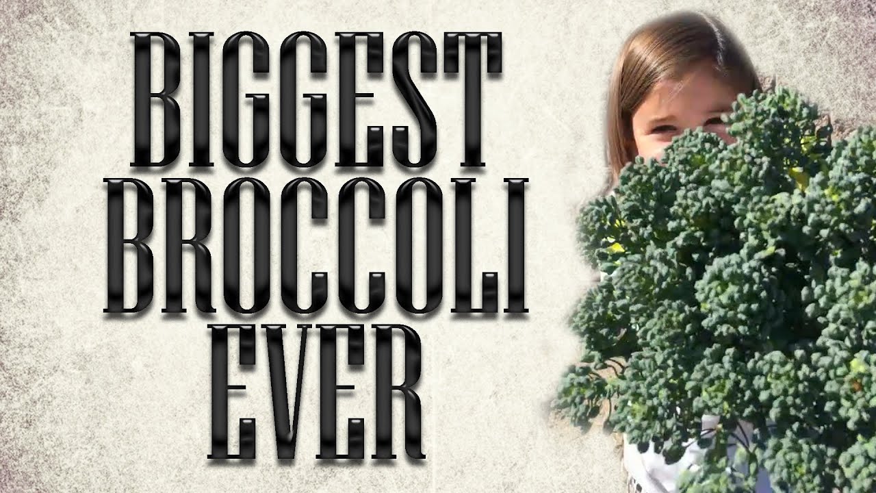 BIGGEST BROCCOLI EVER - YouTube