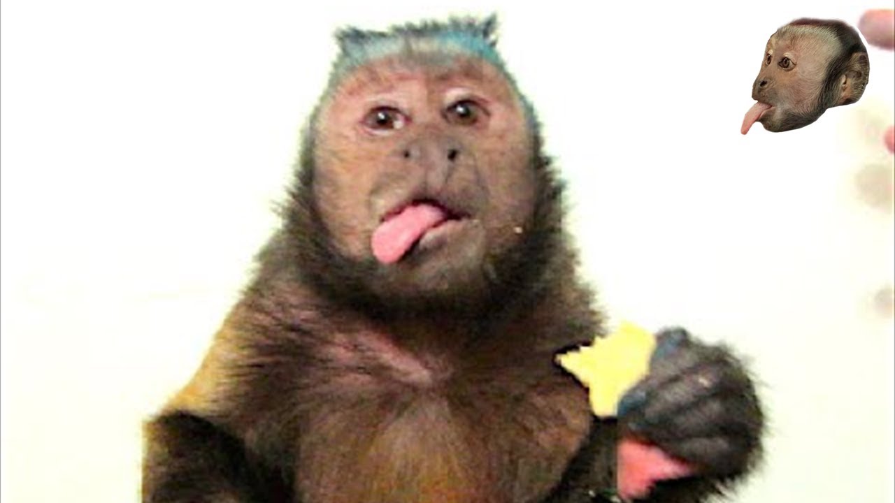 MonkeyBoo Blue Hair & Bluberry Dance Party! - YouTube