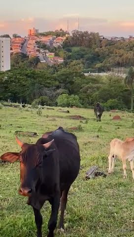 TOURO MUITO MUITO BONZINHO #roça #farming #animals #cow - YouTube
