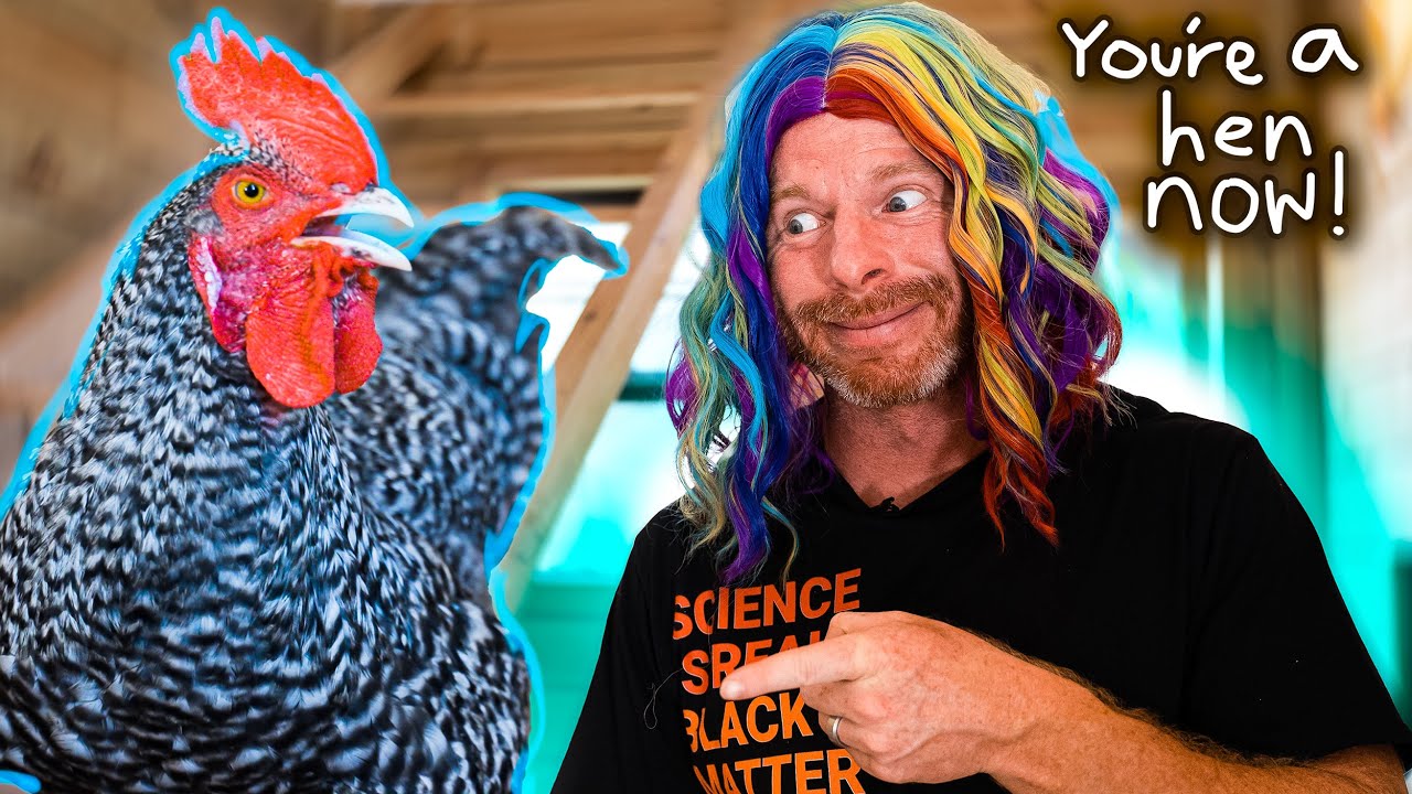 How to Transition a Rooster to a Hen! - YouTube