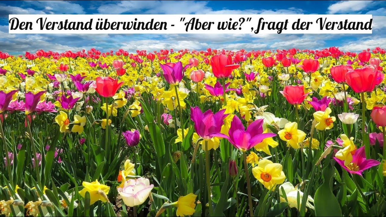 Alison Coe * deutsch * Den Verstand überwinden - "Aber wie?", fragt der ...