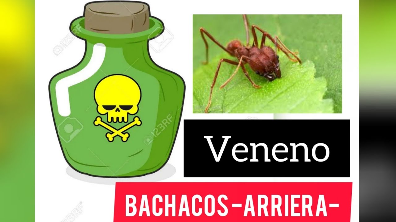 Cómo ACABAR con HORMIGAS CORTADORAS #Bachacos, #hormiga Arriera. Método ...