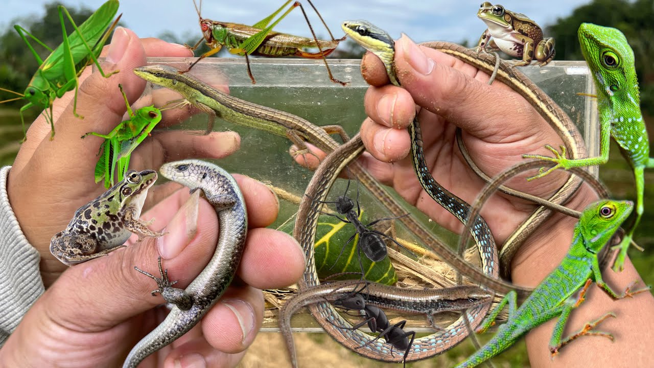 Hunting cute baby reptiles‼️catch grasshopper, baby lizard, snake, baby ...
