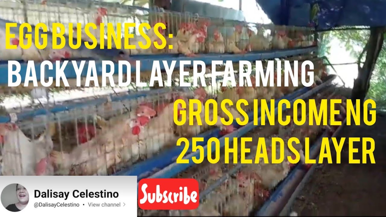 EGG BUSINESS: BACKYARD LAYER FARMING/MONTHLY GROSS INCOME NG 250 HEADS ...