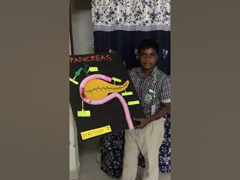 Science pancreas project - YouTube