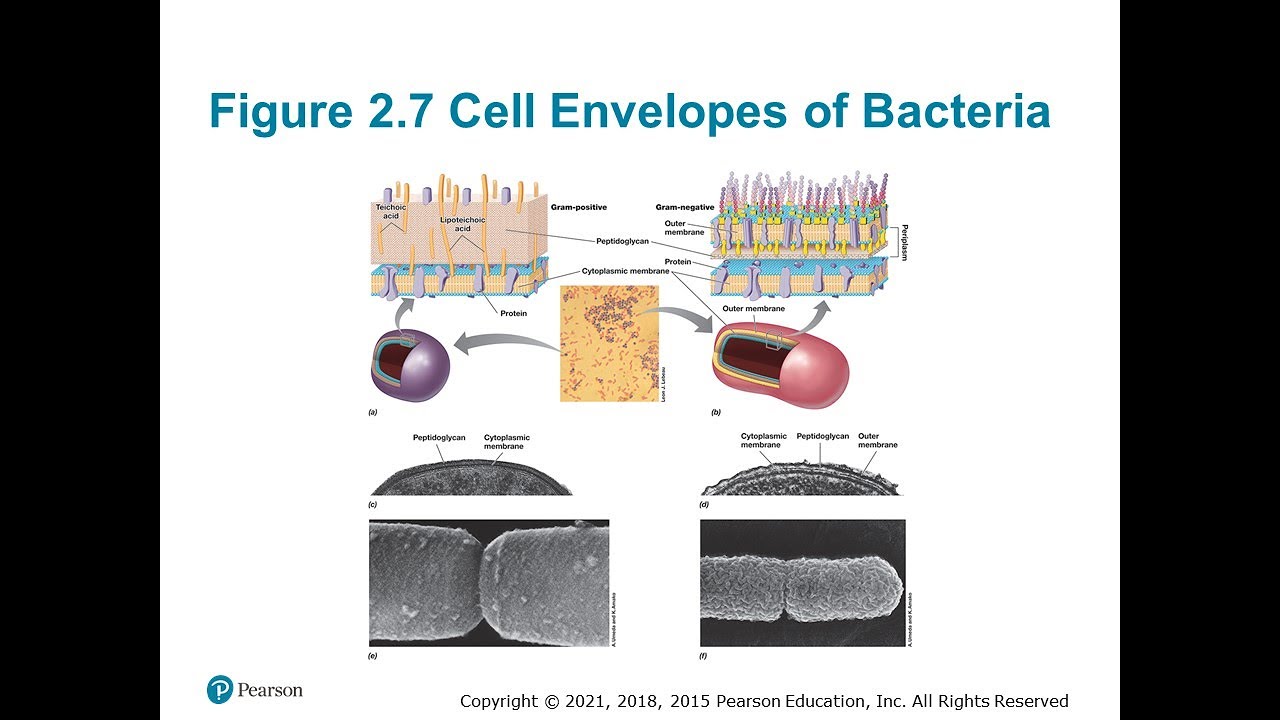 Microbiology Lecture 2 3 - YouTube
