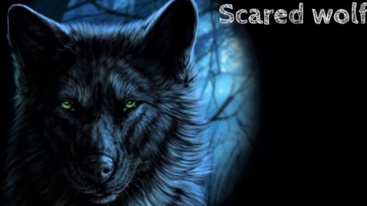 Scared Wolf - YouTube