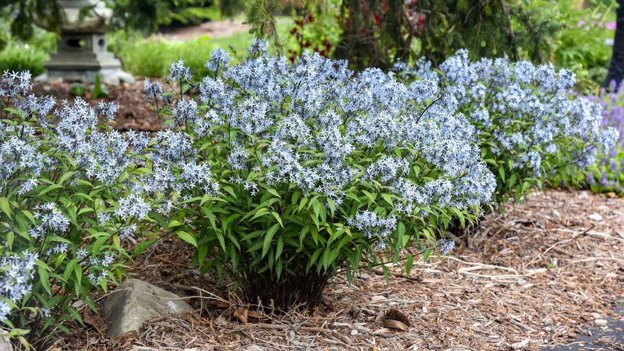 Common Amsonia Types and Varieties to Try | Walters Gardens - YouTube