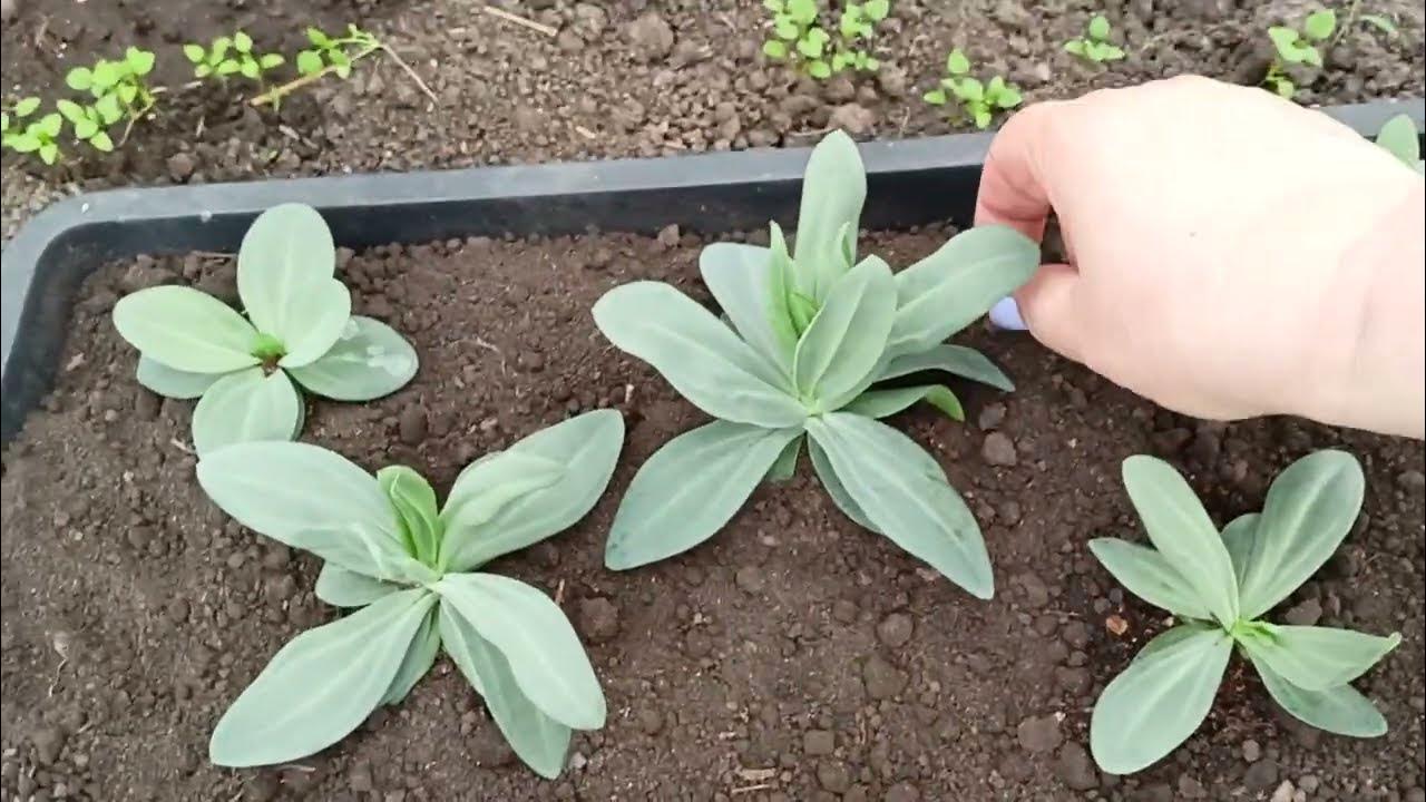 Оптимальный объём горшка для низкорослой эустомы.Высадила эустому на ...