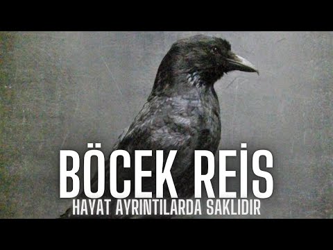 Leş Kargası Yakaladım  #BöcekReis (Corvus corone)