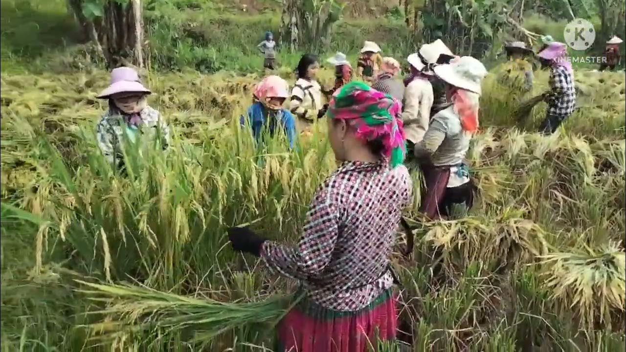 hnub no mu hlai nplej thiab ncaw liaj sab kawg li os cov py aws - YouTube